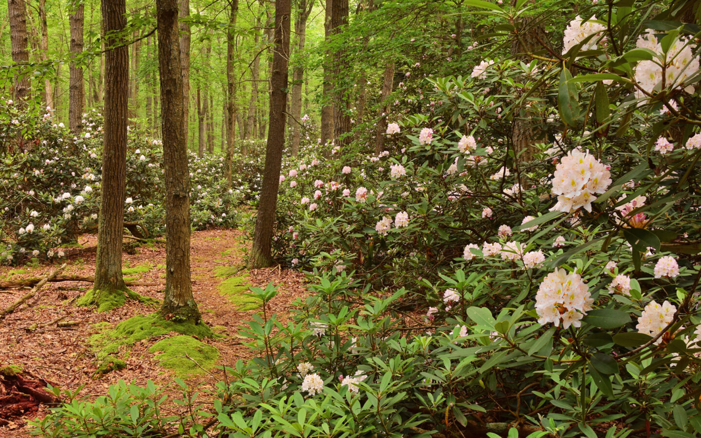 What to Do and See in Cook Forest | Gateway Lodge