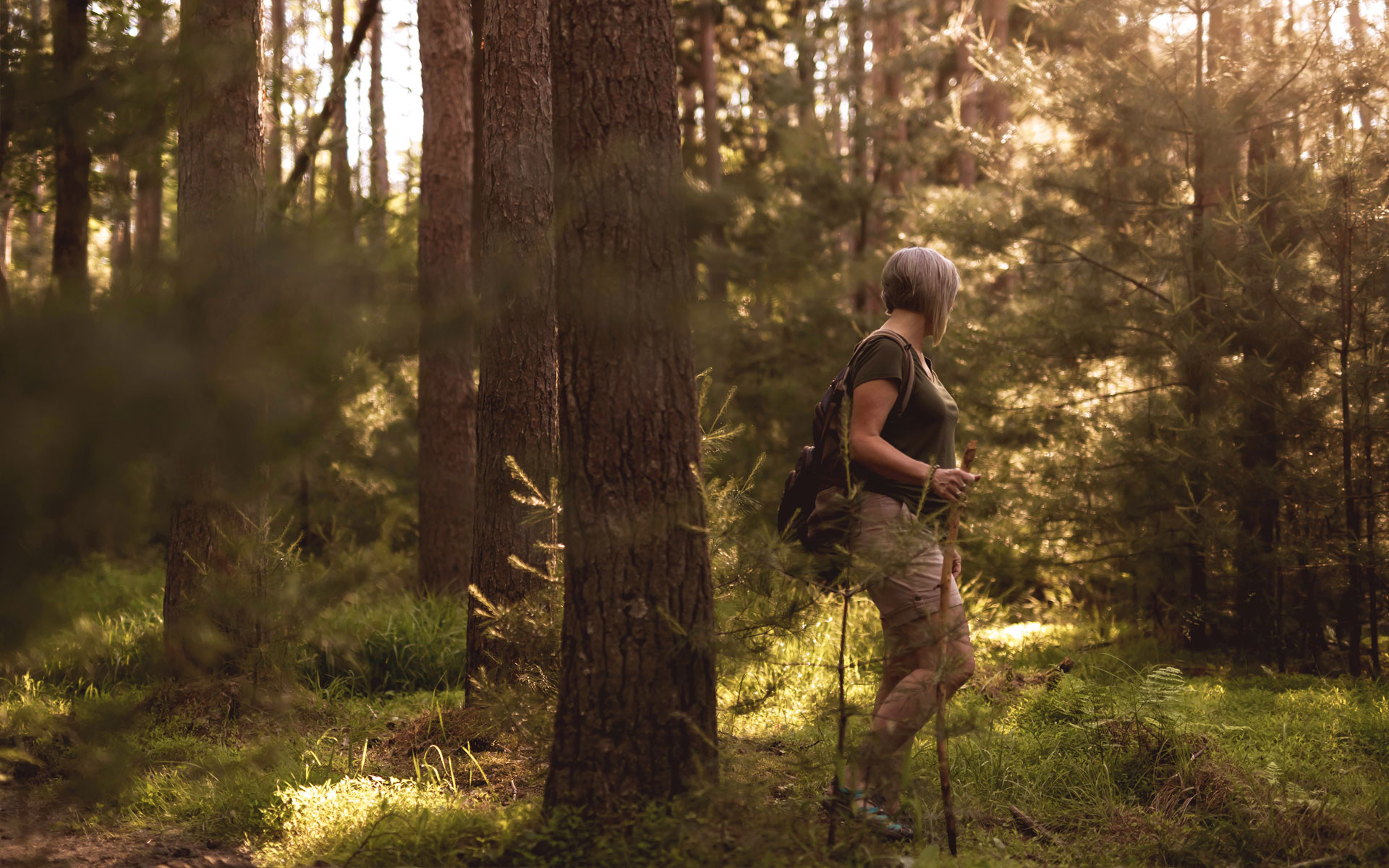 Forest Bathing Among Pennsylvania’s Ancient Trees in Cook Forest